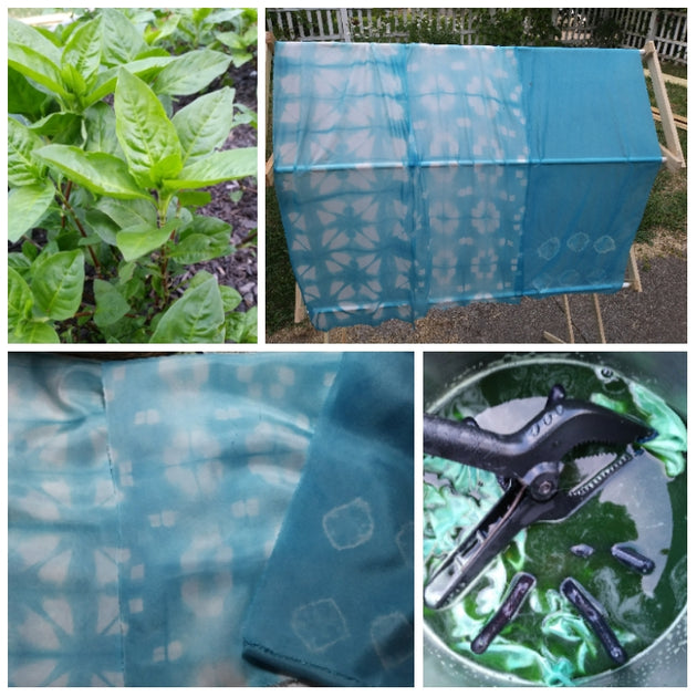 Growing Japanese Indigo (Persicaria tinctoria) – Jean Haley Dye + Design